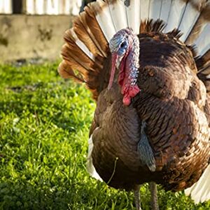 Scratch and Peck Feeds Premium Organic Turkey Grower with Corn - 40-lbs - Non-GMO Project Verified and Certified Organic