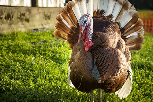 Scratch and Peck Feeds Premium Organic Turkey Grower with Corn - 40-lbs - Non-GMO Project Verified and Certified Organic