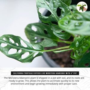 California Tropicals Monstera Adansonii Real Live Indoor Houseplants - Big Low Light Tropical Plant for Air Purifying Decorations - 4" Pots Easy Planting in Homes, Offices, and Outdoor Gardens