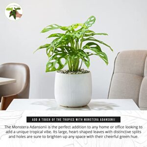 California Tropicals Monstera Adansonii Real Live Indoor Houseplants - Big Low Light Tropical Plant for Air Purifying Decorations - 4" Pots Easy Planting in Homes, Offices, and Outdoor Gardens