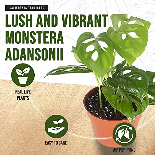 California Tropicals Monstera Adansonii Real Live Indoor Houseplants - Big Low Light Tropical Plant for Air Purifying Decorations - 4" Pots Easy Planting in Homes, Offices, and Outdoor Gardens