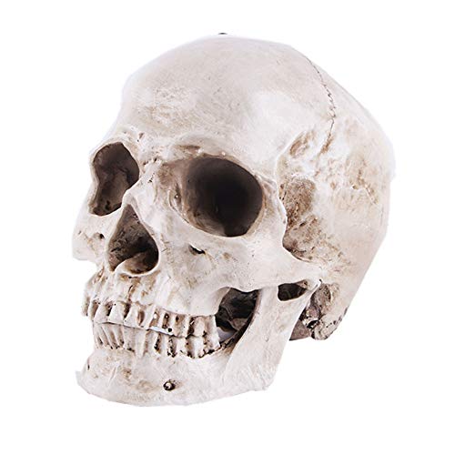 JOONOR Resin Medical Anatomical Human Skull Model - Life Size Replica Realistic Human Skull Head Bone Model, Anatomy Skull High Precision Teaching Tool Halloween Décor