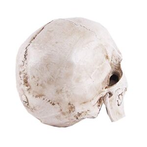 JOONOR Resin Medical Anatomical Human Skull Model - Life Size Replica Realistic Human Skull Head Bone Model, Anatomy Skull High Precision Teaching Tool Halloween Décor