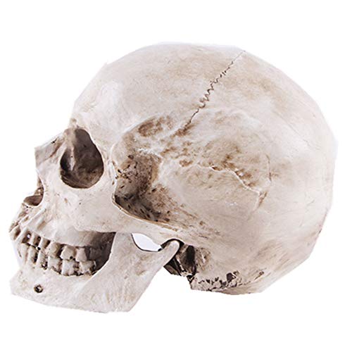 JOONOR Resin Medical Anatomical Human Skull Model - Life Size Replica Realistic Human Skull Head Bone Model, Anatomy Skull High Precision Teaching Tool Halloween Décor