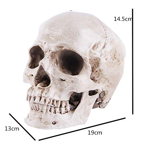 JOONOR Resin Medical Anatomical Human Skull Model - Life Size Replica Realistic Human Skull Head Bone Model, Anatomy Skull High Precision Teaching Tool Halloween Décor