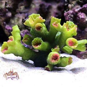 danmu 1pc of polyresin coral ornaments, aquarium coral decor 2 7/10" x 2 7/10" x 1 9/10" for fish tank aquarium decoration