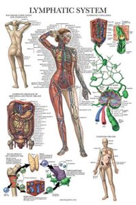 palace learning laminated lymphatic system anatomical poster - lymphatic anatomy chart - 18" x 24"