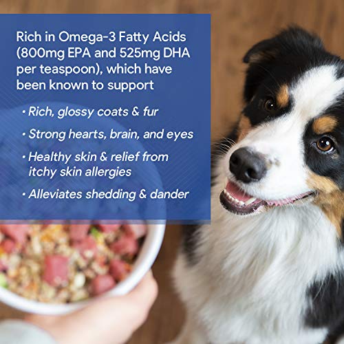 Dr. Harvey's Health & Shine Omega 3 Fish Oil for Dogs from Wild Caught Mackerel, Herring, Anchovies and Sardines - Supports Beautiful Fur, Strong Joints and Itchy Allergy Relief (16 FL OZ)