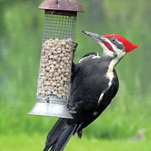 C&S Wild Bird Woodpecker Suet Nuggets Mega Box, 8 Pounds