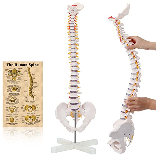 RONTEN Spine Model, 31" Life Size Spinal Cord Model with Vertebrae, Nerves, Arteries, Lumbar Column and Male Pelvis - Mount on a Stand