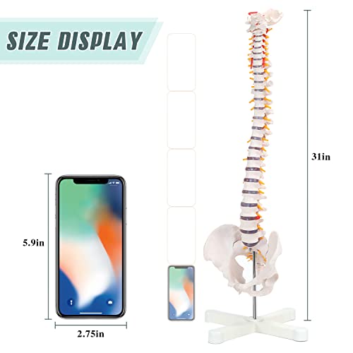 RONTEN Spine Model, 31" Life Size Spinal Cord Model with Vertebrae, Nerves, Arteries, Lumbar Column and Male Pelvis - Mount on a Stand