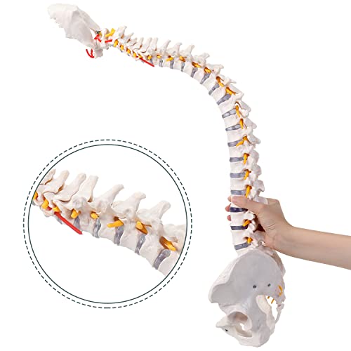 RONTEN Spine Model, 31" Life Size Spinal Cord Model with Vertebrae, Nerves, Arteries, Lumbar Column and Male Pelvis - Mount on a Stand