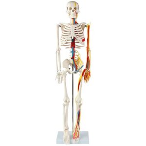 Anatomy Lab 33" Human Skeleton Model with Nerves, Veins and Arteries, Removable Skull Cap, and Articulated Mandible - Includes Display Stand, Worry Free Warranty, Perfect for Doctors, Students & Study