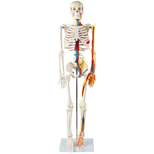 Anatomy Lab 33" Human Skeleton Model with Nerves, Veins and Arteries, Removable Skull Cap, and Articulated Mandible - Includes Display Stand, Worry Free Warranty, Perfect for Doctors, Students & Study