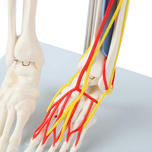 Anatomy Lab 33" Human Skeleton Model with Nerves, Veins and Arteries, Removable Skull Cap, and Articulated Mandible - Includes Display Stand, Worry Free Warranty, Perfect for Doctors, Students & Study