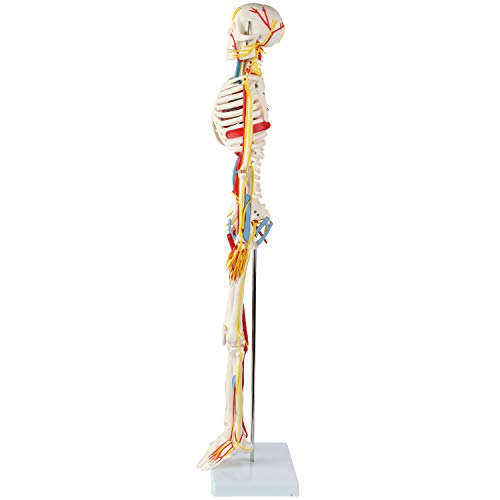 Anatomy Lab 33" Human Skeleton Model with Nerves, Veins and Arteries, Removable Skull Cap, and Articulated Mandible - Includes Display Stand, Worry Free Warranty, Perfect for Doctors, Students & Study