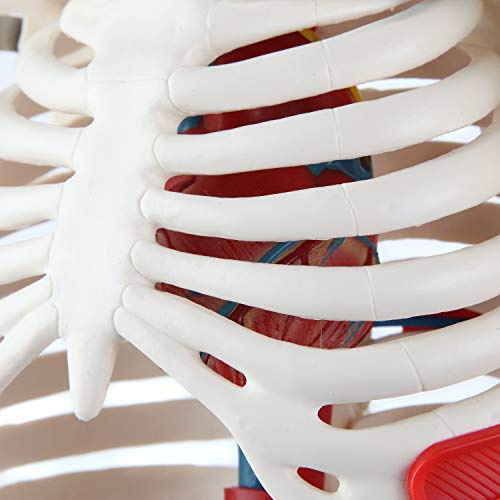 Anatomy Lab 33" Human Skeleton Model with Nerves, Veins and Arteries, Removable Skull Cap, and Articulated Mandible - Includes Display Stand, Worry Free Warranty, Perfect for Doctors, Students & Study