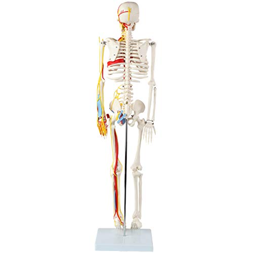 Anatomy Lab 33" Human Skeleton Model with Nerves, Veins and Arteries, Removable Skull Cap, and Articulated Mandible - Includes Display Stand, Worry Free Warranty, Perfect for Doctors, Students & Study