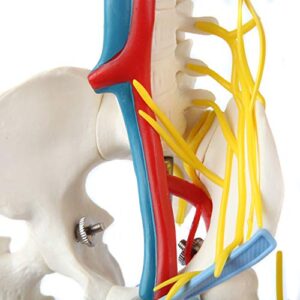 Anatomy Lab 33" Human Skeleton Model with Nerves, Veins and Arteries, Removable Skull Cap, and Articulated Mandible - Includes Display Stand, Worry Free Warranty, Perfect for Doctors, Students & Study