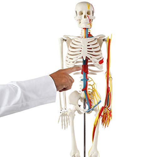 Anatomy Lab 33" Human Skeleton Model with Nerves, Veins and Arteries, Removable Skull Cap, and Articulated Mandible - Includes Display Stand, Worry Free Warranty, Perfect for Doctors, Students & Study