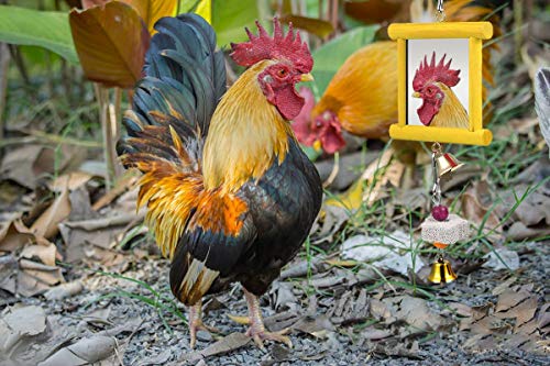 Vehomy 2Pcs Chicken Mirror Toys for Hens Hanging Swing Mirror Toys with Bells and Beak Grinding Molar Stones for Roosters Hens Birds Parrots (Yellow and Red)