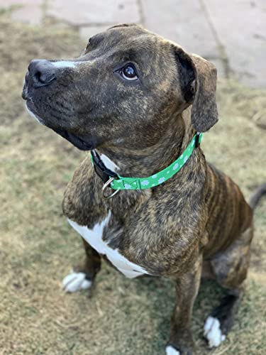 Native Pup St. Patrick's Day Dog Collars (Large, Lucky Shamrock)