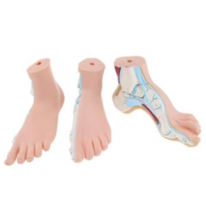 Almencla 3 Pieces Set 1:1 Lifesize Human Normal Flat Arched Foot Anatomical Model Colored Human Feet Strucutre Science Education PVC