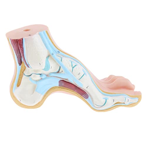 Almencla 3 Pieces Set 1:1 Lifesize Human Normal Flat Arched Foot Anatomical Model Colored Human Feet Strucutre Science Education PVC