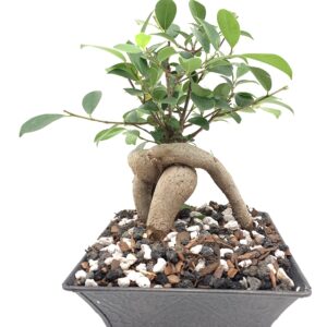 Bonsai Soil All Purpose Mix | Fast Draining Pre Blend Plant | Pumice, Lava, Calcined Clay and Pine Bark ● Potting Pre Mixed Bonsai Plant Soil Mixture by The Bonsai Supply (2 Quart Bag)