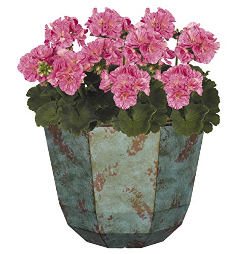 Classic Home and Garden 9010D-379R Premiere Collection Planter, Rosie 10", Northern Lights