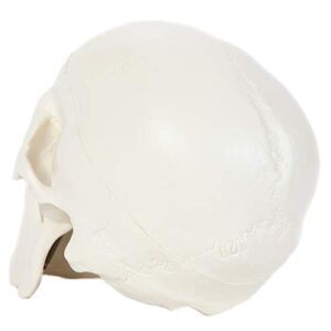 Anatomy Lab Human Skull Model, 3 Part Life Size Anatomical Replica, Features Removable Skull Cap (Calvaria), Articulating Jaw (Mandible), and Base of Skull for Educational Study and Display