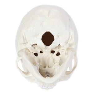 Anatomy Lab Human Skull Model, 3 Part Life Size Anatomical Replica, Features Removable Skull Cap (Calvaria), Articulating Jaw (Mandible), and Base of Skull for Educational Study and Display