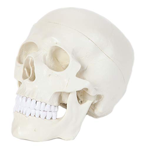 Anatomy Lab Human Skull Model, 3 Part Life Size Anatomical Replica, Features Removable Skull Cap (Calvaria), Articulating Jaw (Mandible), and Base of Skull for Educational Study and Display