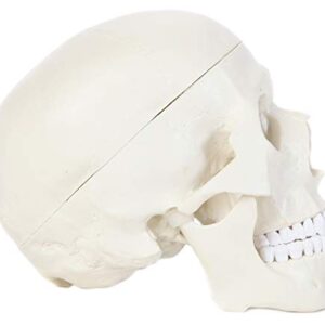 Anatomy Lab Human Skull Model, 3 Part Life Size Anatomical Replica, Features Removable Skull Cap (Calvaria), Articulating Jaw (Mandible), and Base of Skull for Educational Study and Display