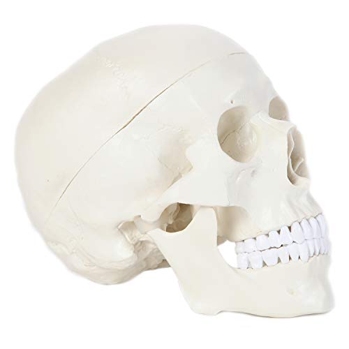 Anatomy Lab Human Skull Model, 3 Part Life Size Anatomical Replica, Features Removable Skull Cap (Calvaria), Articulating Jaw (Mandible), and Base of Skull for Educational Study and Display