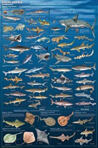 feenixx sharks & kin fish great white educational science ocean chart print poster24x36