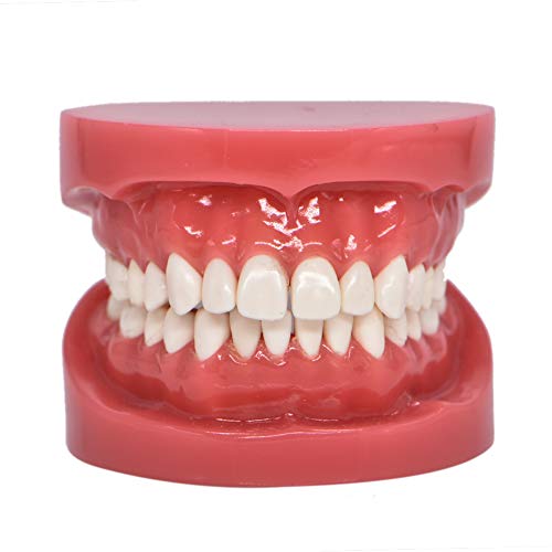 Dental Typodont Standard Teeth Model for Teaching Practice Demonstration Flossing Teeth Model for Study Adult Standard Teaching Model(1 Piece)