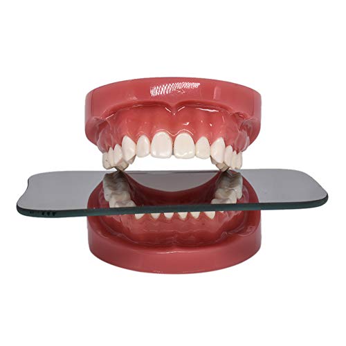 Dental Typodont Standard Teeth Model for Teaching Practice Demonstration Flossing Teeth Model for Study Adult Standard Teaching Model(1 Piece)