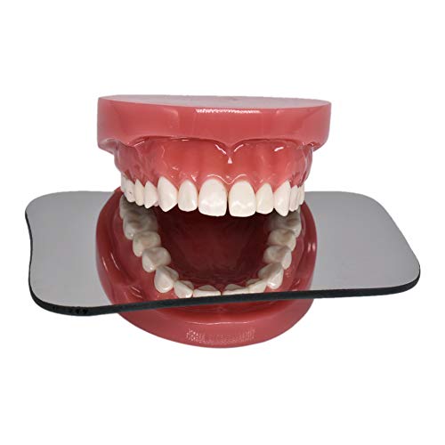 Dental Typodont Standard Teeth Model for Teaching Practice Demonstration Flossing Teeth Model for Study Adult Standard Teaching Model(1 Piece)