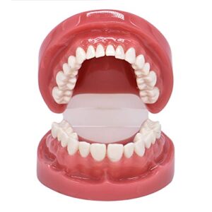 Dental Typodont Standard Teeth Model for Teaching Practice Demonstration Flossing Teeth Model for Study Adult Standard Teaching Model(1 Piece)