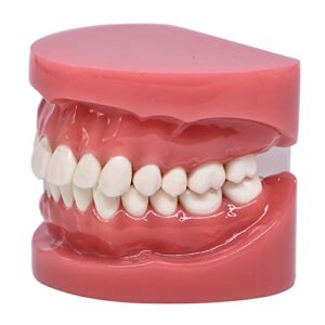 Dental Typodont Standard Teeth Model for Teaching Practice Demonstration Flossing Teeth Model for Study Adult Standard Teaching Model(1 Piece)