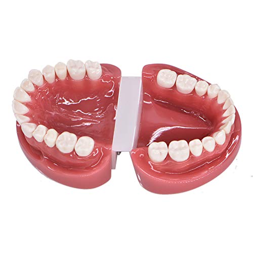 Dental Typodont Standard Teeth Model for Teaching Practice Demonstration Flossing Teeth Model for Study Adult Standard Teaching Model(1 Piece)