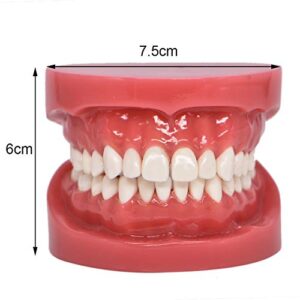 Dental Typodont Standard Teeth Model for Teaching Practice Demonstration Flossing Teeth Model for Study Adult Standard Teaching Model(1 Piece)