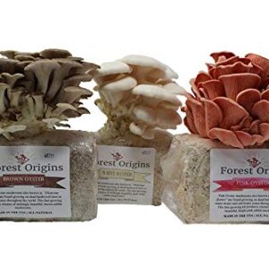 Forest Origins Specialty Trio Oyster Mushroom Grow Kit 3-Pack Variety - Beginner Friendly & Easy to Use, Grows in 10 Days | Handmade in California, USA | Top Gardening Gift, Holiday Gift & Unique Gift