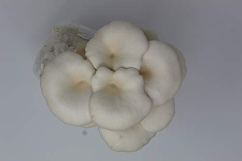 Forest Origins Specialty Trio Oyster Mushroom Grow Kit 3-Pack Variety - Beginner Friendly & Easy to Use, Grows in 10 Days | Handmade in California, USA | Top Gardening Gift, Holiday Gift & Unique Gift