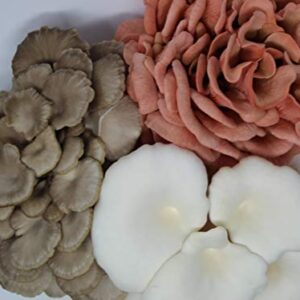 Forest Origins Specialty Trio Oyster Mushroom Grow Kit 3-Pack Variety - Beginner Friendly & Easy to Use, Grows in 10 Days | Handmade in California, USA | Top Gardening Gift, Holiday Gift & Unique Gift