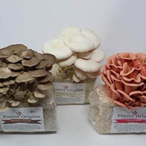 Forest Origins Specialty Trio Oyster Mushroom Grow Kit 3-Pack Variety - Beginner Friendly & Easy to Use, Grows in 10 Days | Handmade in California, USA | Top Gardening Gift, Holiday Gift & Unique Gift