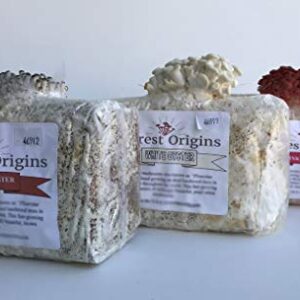 Forest Origins Specialty Trio Oyster Mushroom Grow Kit 3-Pack Variety - Beginner Friendly & Easy to Use, Grows in 10 Days | Handmade in California, USA | Top Gardening Gift, Holiday Gift & Unique Gift