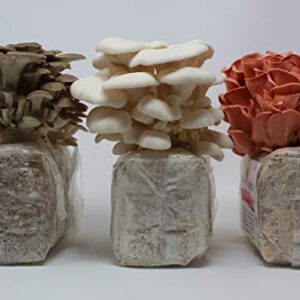 Forest Origins Specialty Trio Oyster Mushroom Grow Kit 3-Pack Variety - Beginner Friendly & Easy to Use, Grows in 10 Days | Handmade in California, USA | Top Gardening Gift, Holiday Gift & Unique Gift