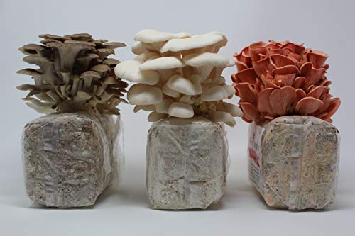 Forest Origins Specialty Trio Oyster Mushroom Grow Kit 3-Pack Variety - Beginner Friendly & Easy to Use, Grows in 10 Days | Handmade in California, USA | Top Gardening Gift, Holiday Gift & Unique Gift